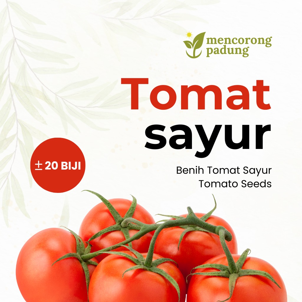 Benih Selada Hijau Benih Salada Lettuce Seeds Kualitas Super ...