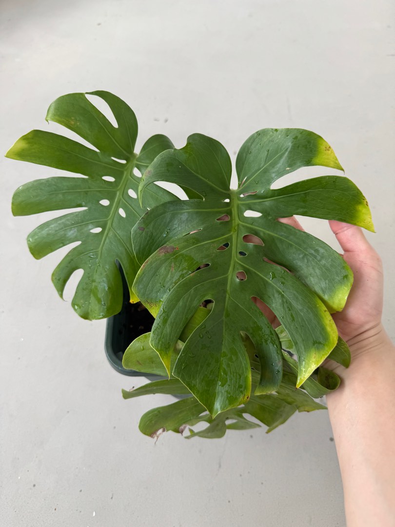 Monstera Deliciosa compacta, Furniture & Home Living, Gardening, Plants ...