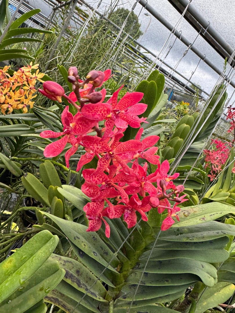 Orchid Vanda (Red) real live plant, Furniture & Home Living, Gardening ...