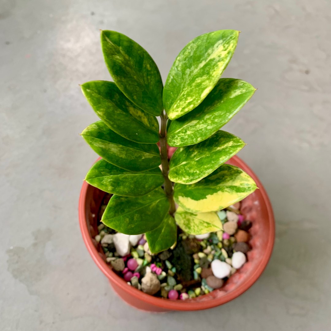 ZZ Variegated (Contactless delivery at $12) (Self-collect at your ...