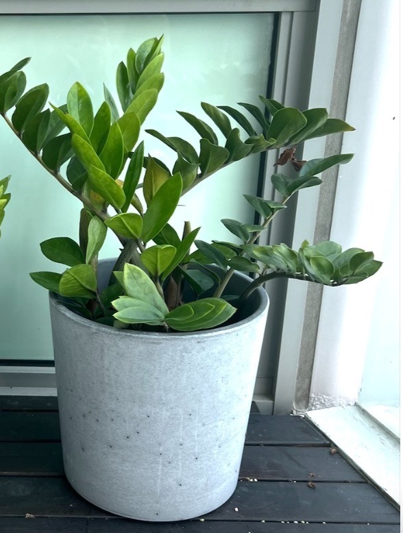 Money Plant ZZ Plant 40cm height in Gray Concrete Pot, Furniture & Home ...