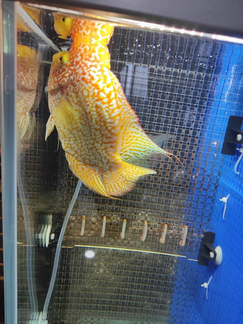 Premium Competition Grade F2 Kamfa GB Flowerhorn (fish), Sports ...