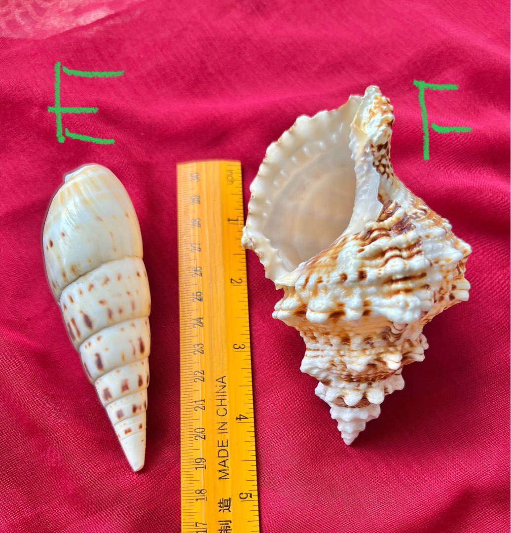 Sea shells, Everything Else on Carousell