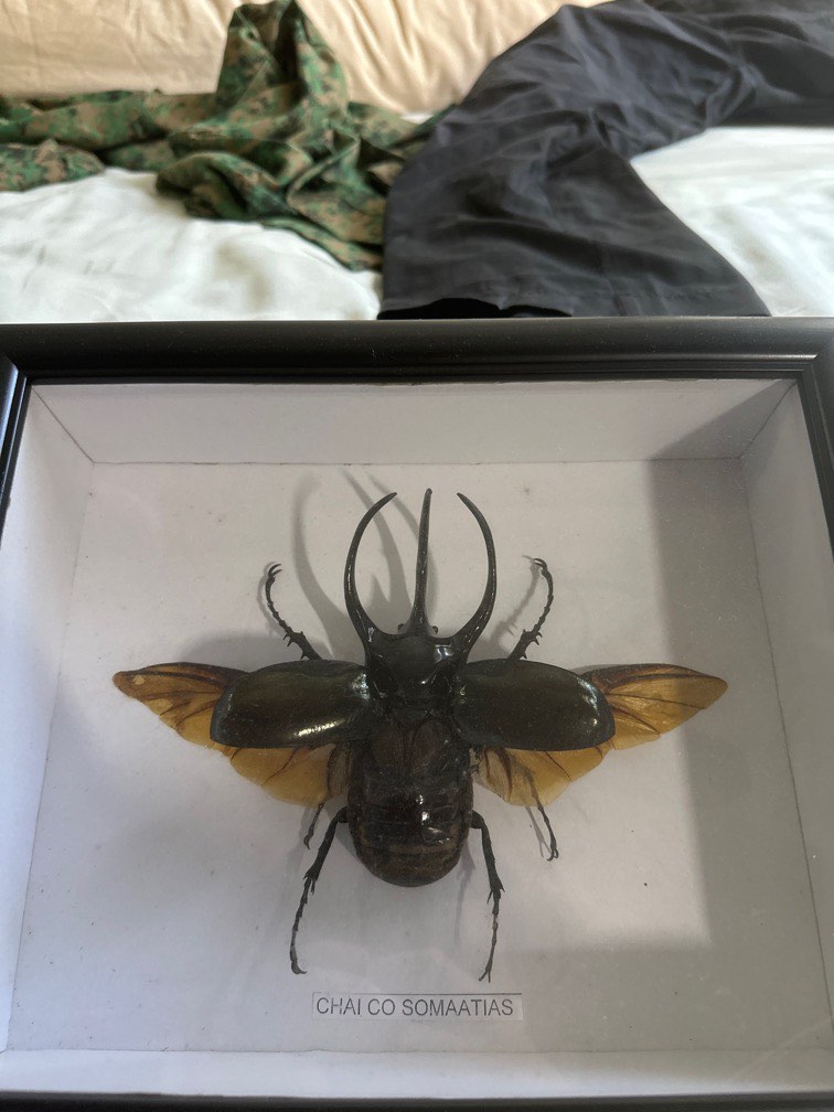 Atlas Beetle Taxidermy, Furniture & Home Living, Home Decor Accessories, Other Home Decor ...