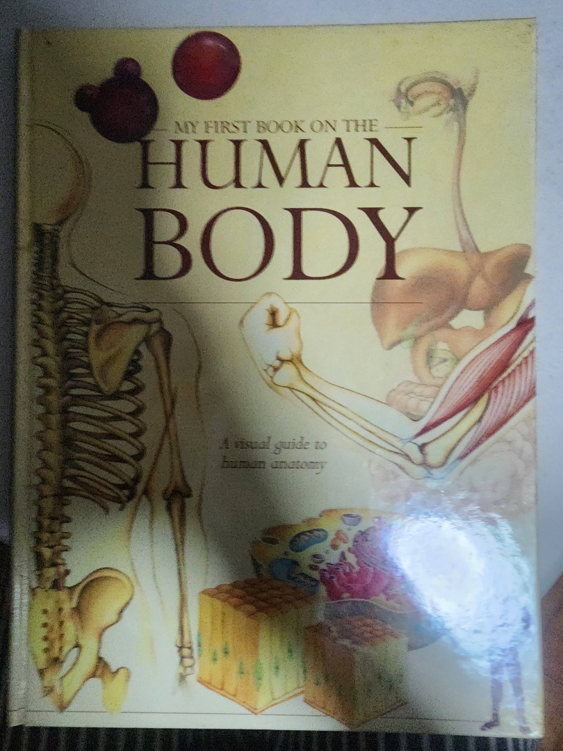 My First Book on the Human Body, Hobbies & Toys, Books & Magazines ...