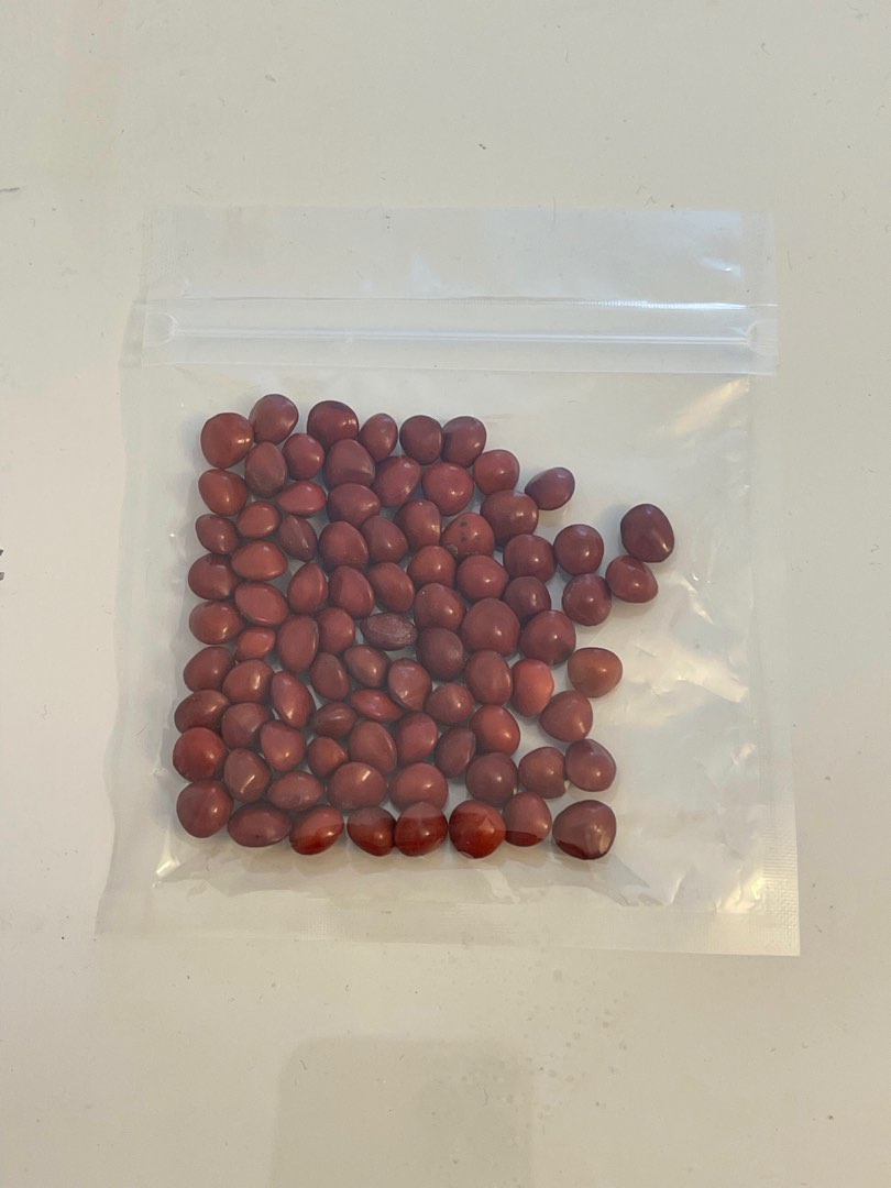 saga seed, Hobbies & Toys, Stationery & Craft, Handmade Craft on Carousell