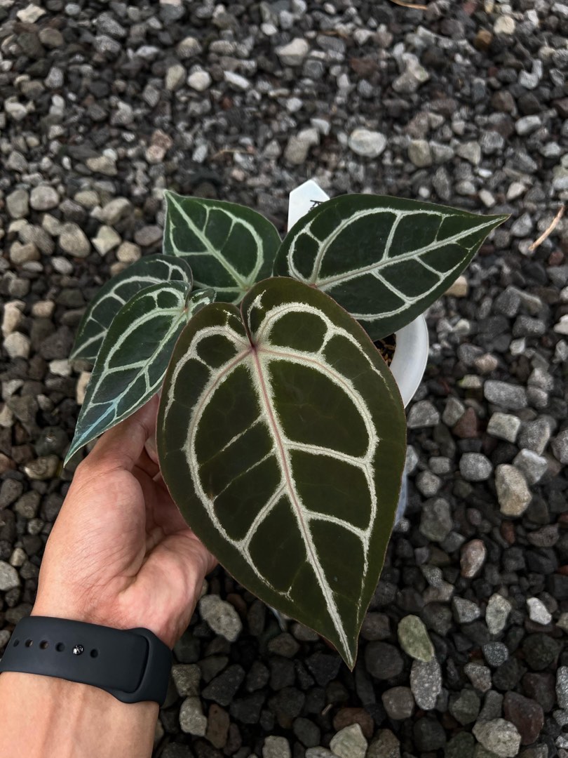 Anthurium HU x Red Crystallinum NSE, Furniture & Home Living, Gardening ...