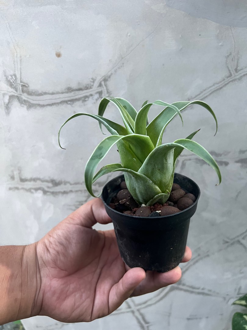 Catopsis subulata small, Furniture & Home Living, Gardening, Plants ...