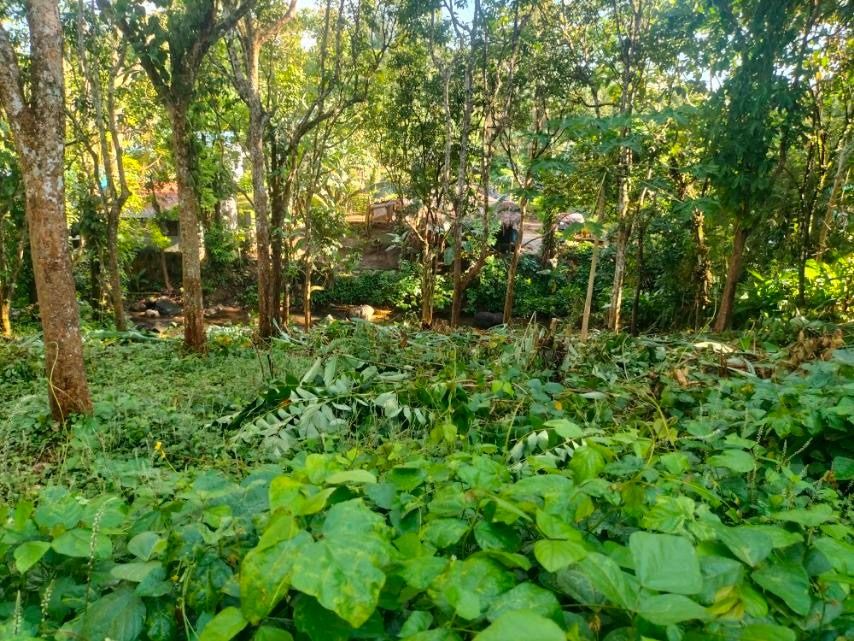 Farm Lot with Fruit Bearing Trees for Sale in Laguna, Property, For ...