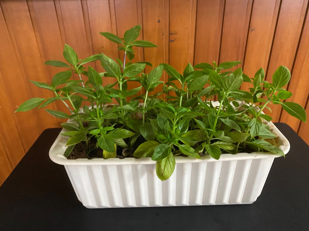 Healthy combo pot of Thai Basil + Sweet Basil plants, Furniture & Home ...