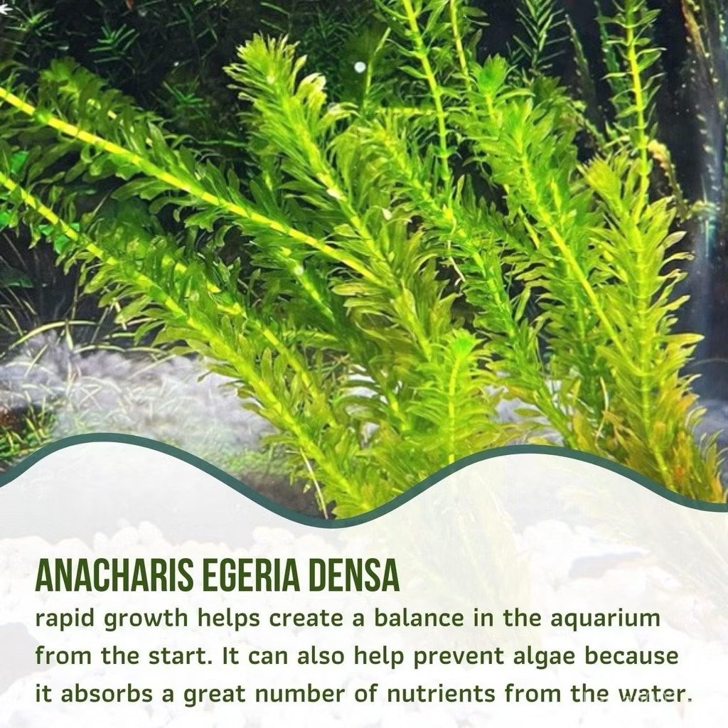 Anacharis, Furniture & Home Living, Gardening, Plants & Seeds on Carousell