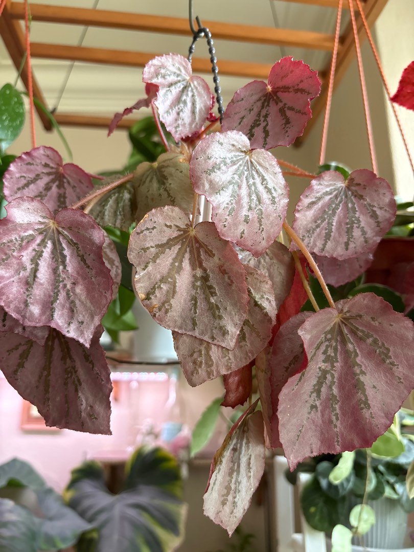 Begonia Martin Mystery, Furniture & Home Living, Gardening, Plants ...