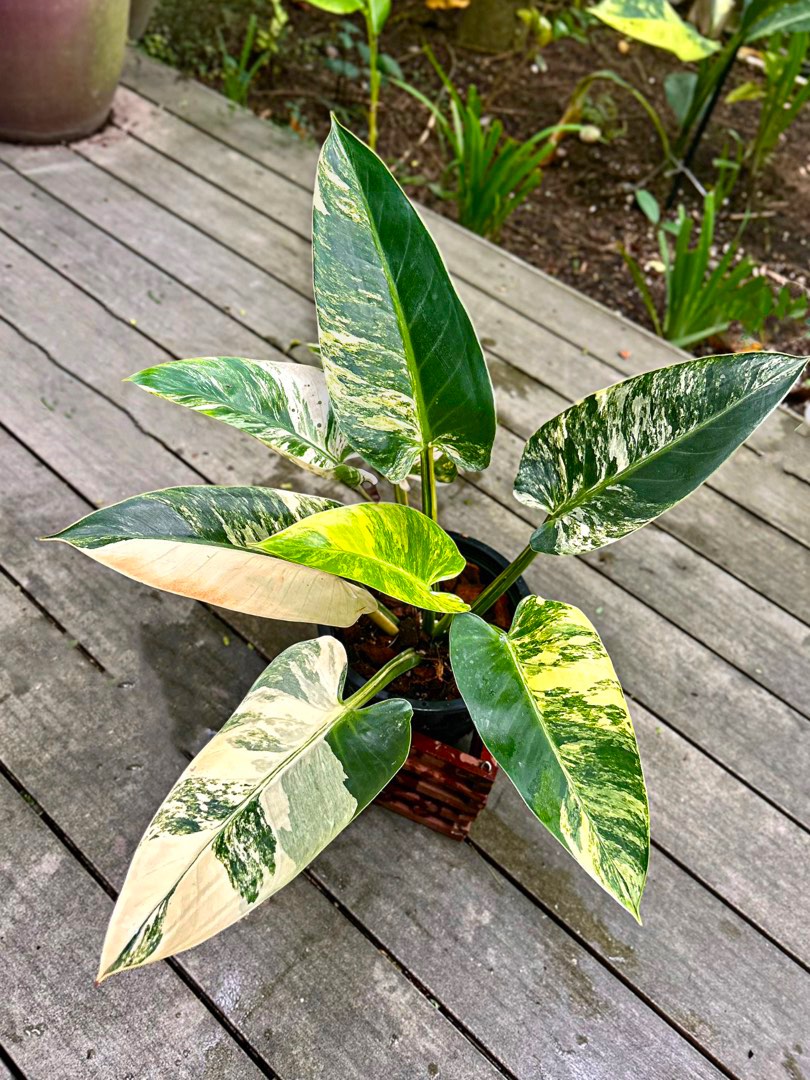 Philodendron Yellow Congo Variegated, Furniture & Home Living ...