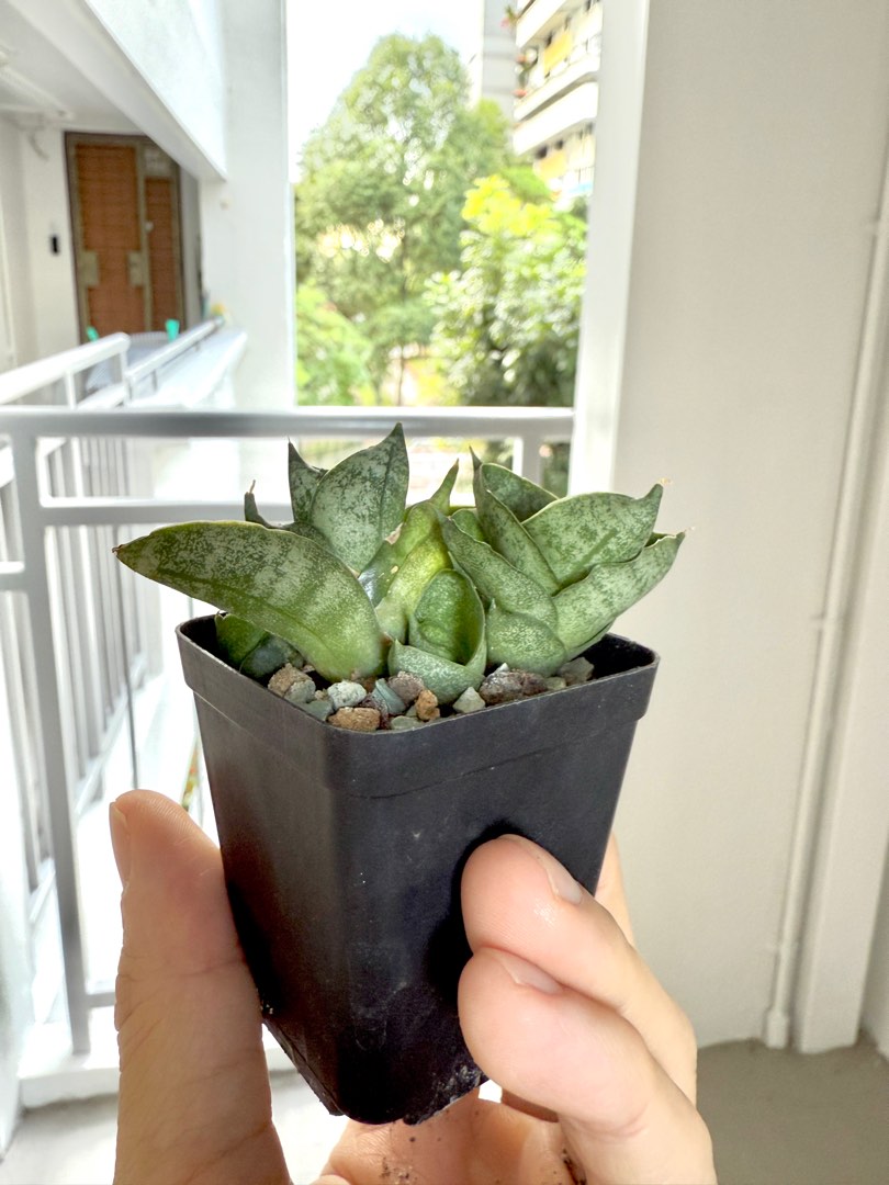 Sansevieria Boncel dwarf / mini / baby, Furniture & Home Living ...