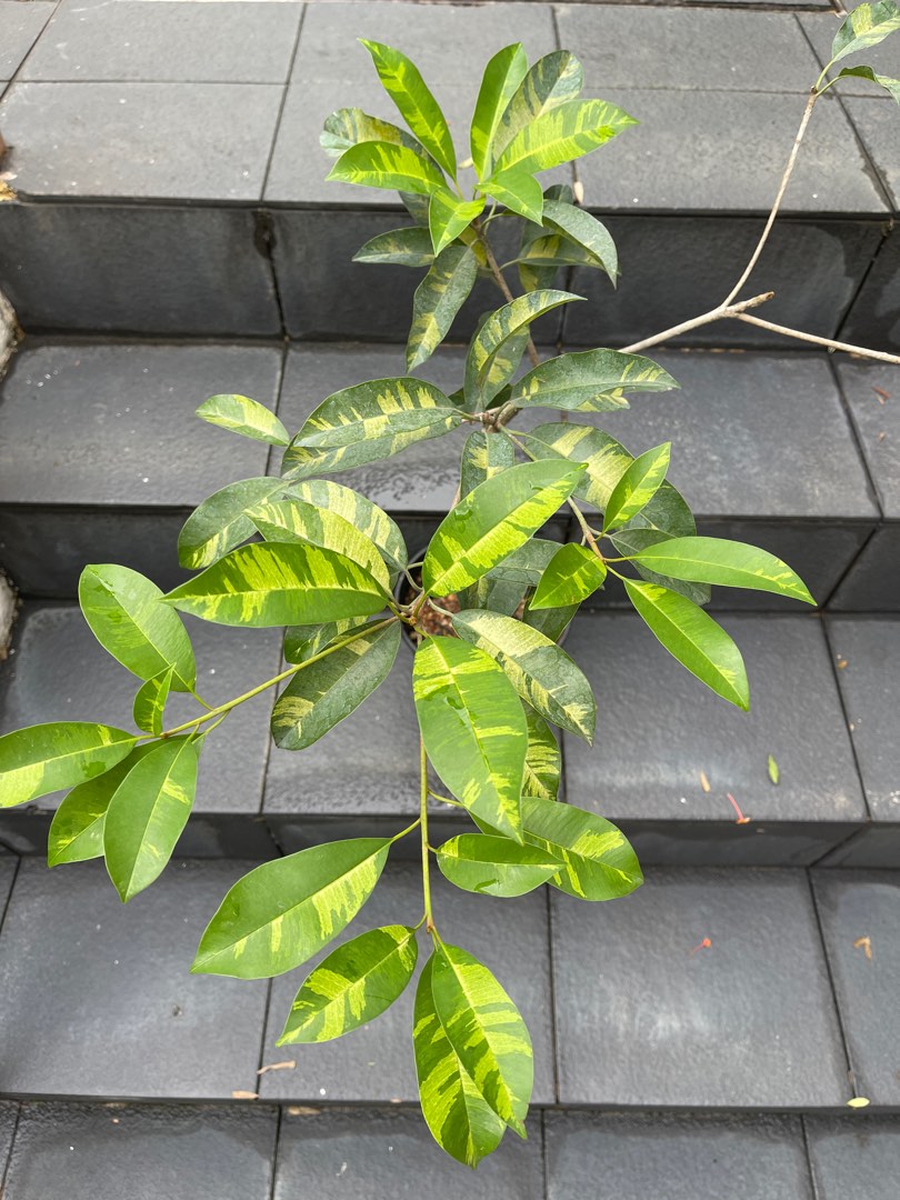 Chiku Tree Variegated (Manilkara Zapota), Furniture & Home Living ...