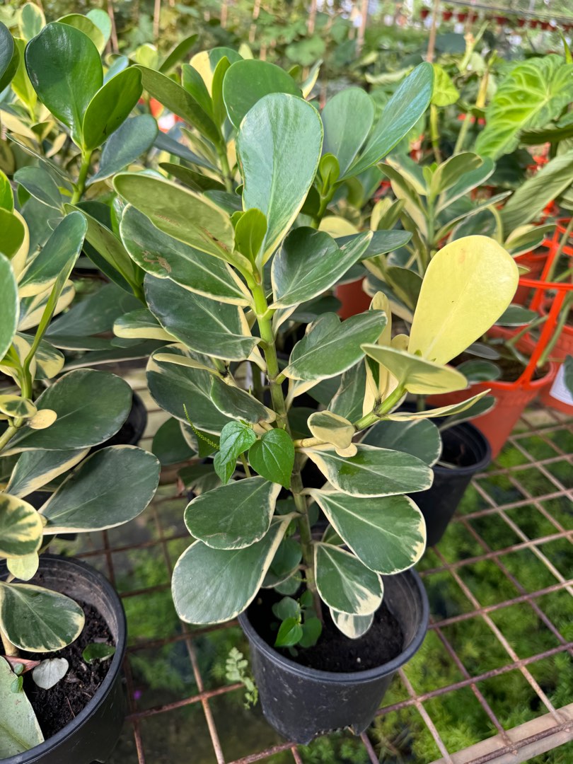 Clusia rosea/ autograph tree/coast pine 3 pots gold mix green leaf ...