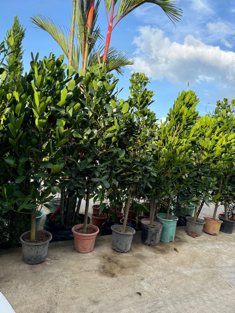 Garcinia 1.5meter small root ball with pot premium plant doorstep ...