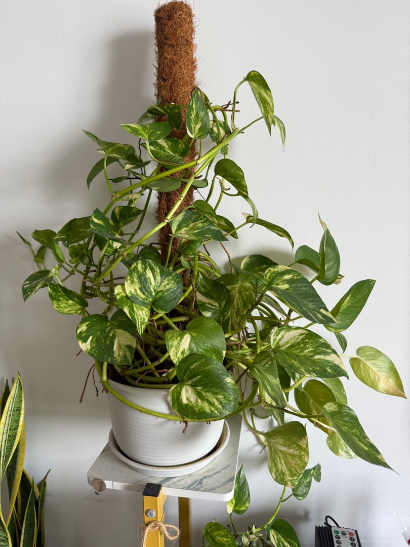 Potho plant with pot, Furniture & Home Living, Gardening, Plants ...