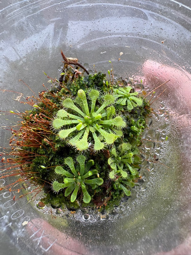 Drosera Tokaiensis 'Sundew' (Self-Watering Pot), Furniture & Home ...