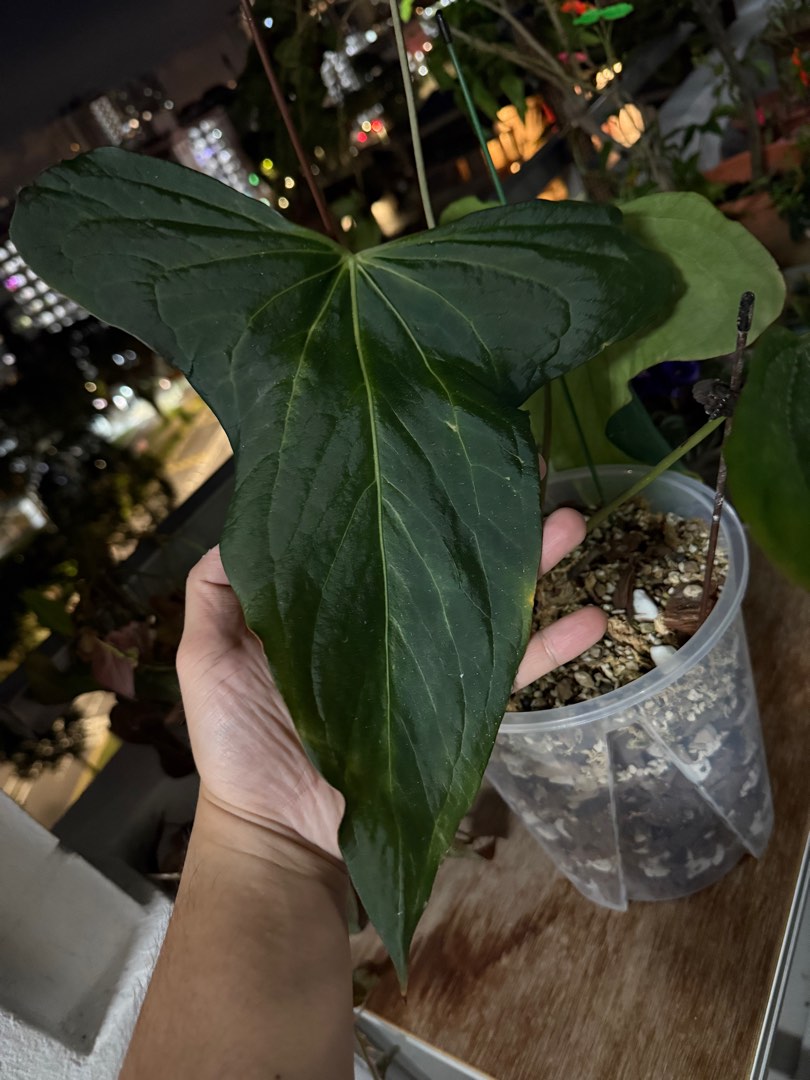 Anthurium Indo Port clone, Furniture & Home Living, Gardening, Plants ...