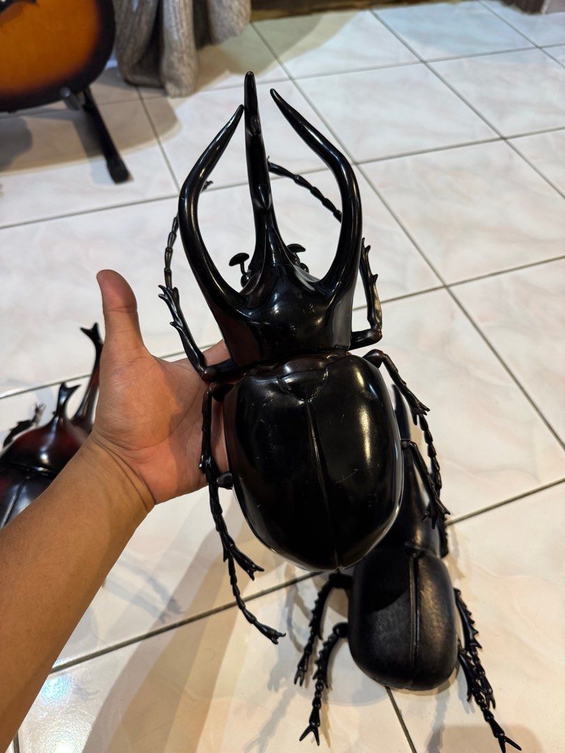 Caucasian Stag Beetle Mega Size / Kumbang Beetle, Hobbies & Toys ...
