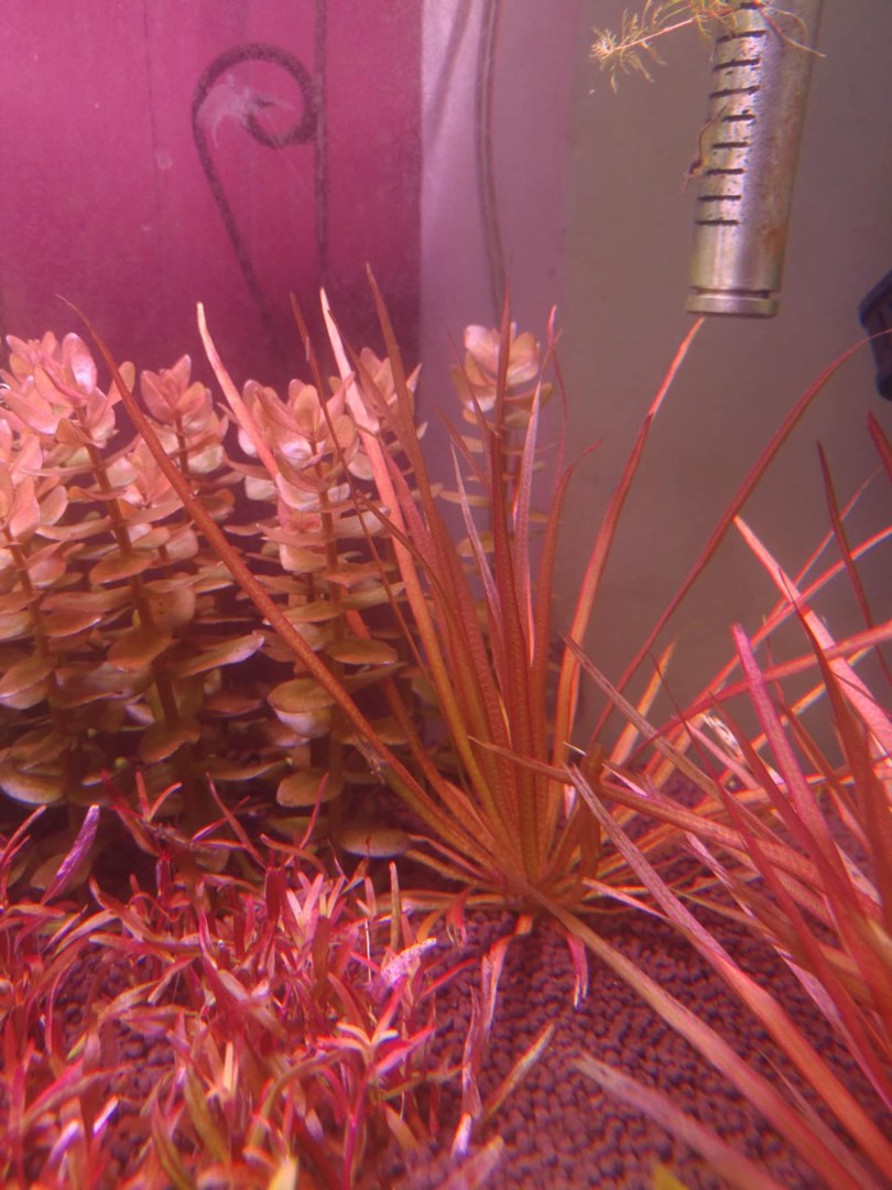Blyxa red rare and big aquatic plant, Furniture & Home Living ...