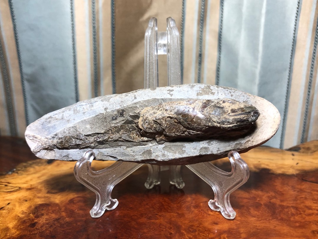 Brazilian Fish Fossil Cretaceous Period 145-66 Million Years Old ...