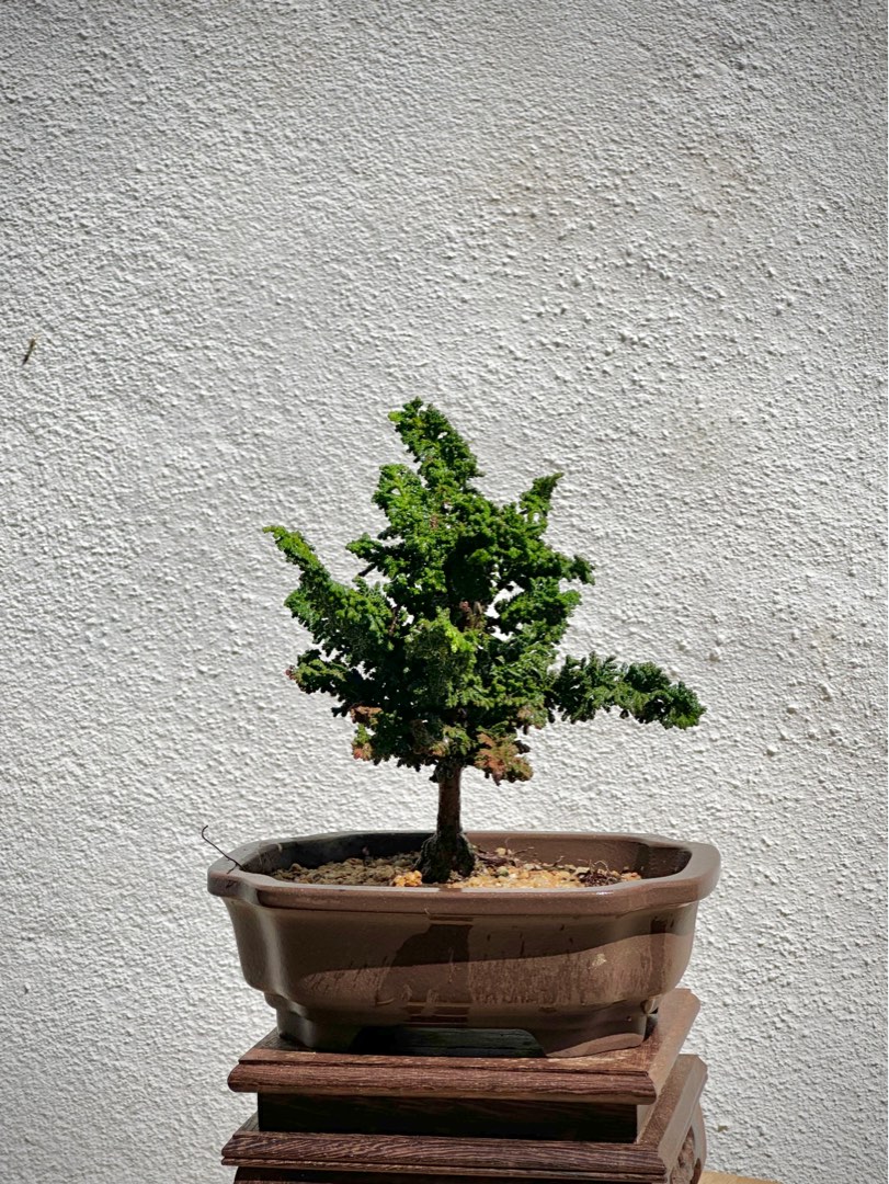 Japanese hinoki cypress, Furniture & Home Living, Gardening, Plants ...