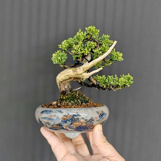 Jia Bonsai 家盆栽’s Profile Page on Carousell | All of Jia Bonsai 家盆栽’s ...