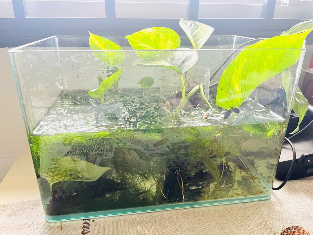 Rounded Edged Glass Fish Tank - 35cm by 24cm by 20cm - free water ...