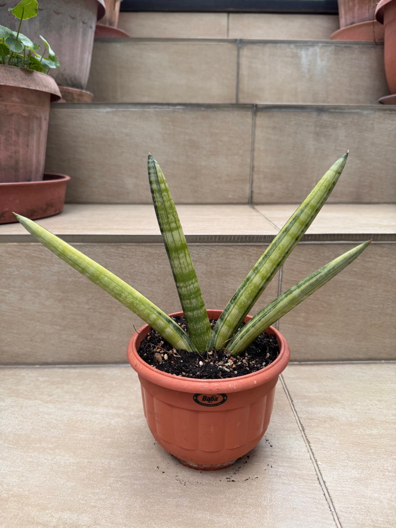 Variegated Boncel Sansevieria Snake Plant, Furniture & Home Living ...