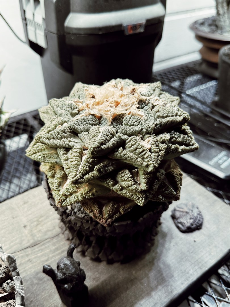Ariocarpus Fissuratus Godzilla Original Large with optional rare YTYF ...