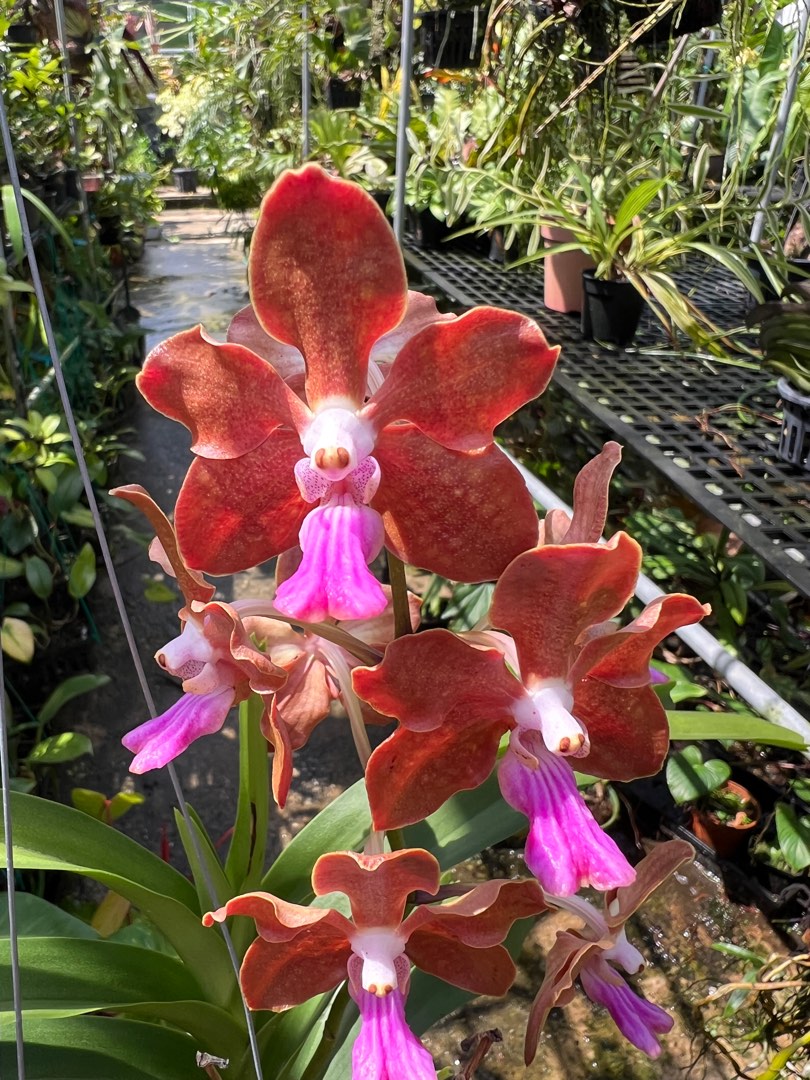 Fragrant Vanda orchid, Furniture & Home Living, Gardening, Plants ...