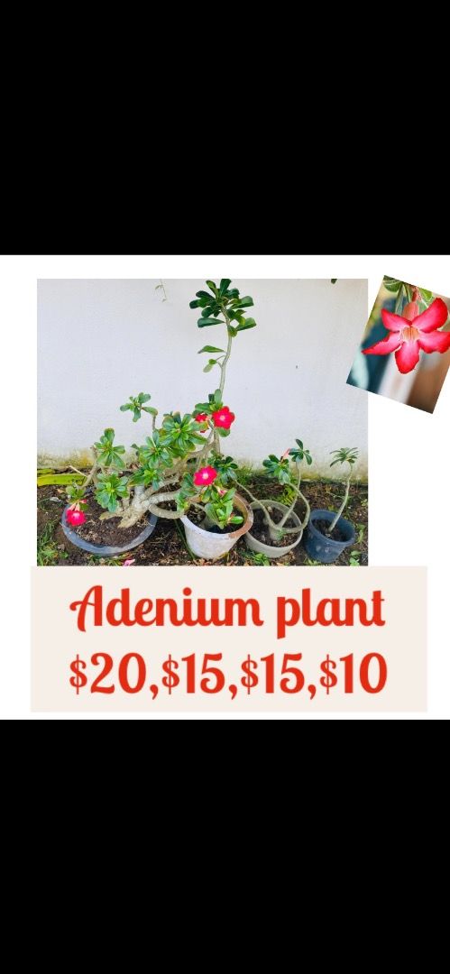 Garden soil mix with natural compost,lotus plant full set up and other ...