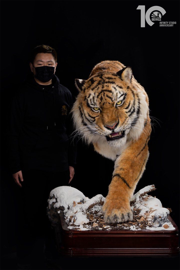 Made To Order‼️Infinity Studio Siberian Tiger 1/1 Scale Museum - Level ...