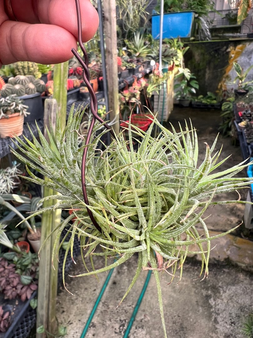 Tillandsia ionantha banded form, Furniture & Home Living, Gardening ...