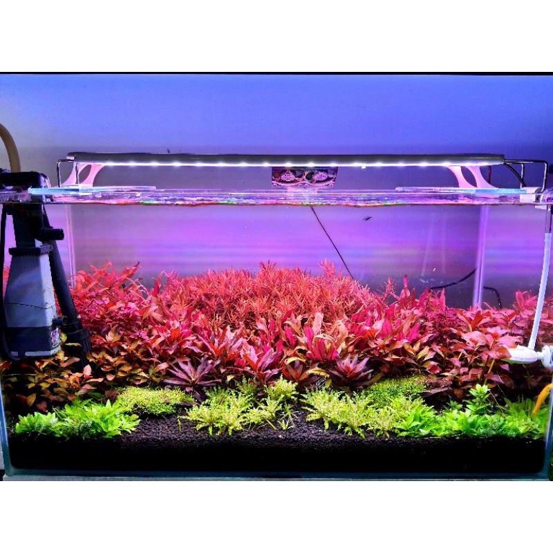 Rotala blood red SG, Furniture & Home Living, Gardening, Plants & Seeds ...