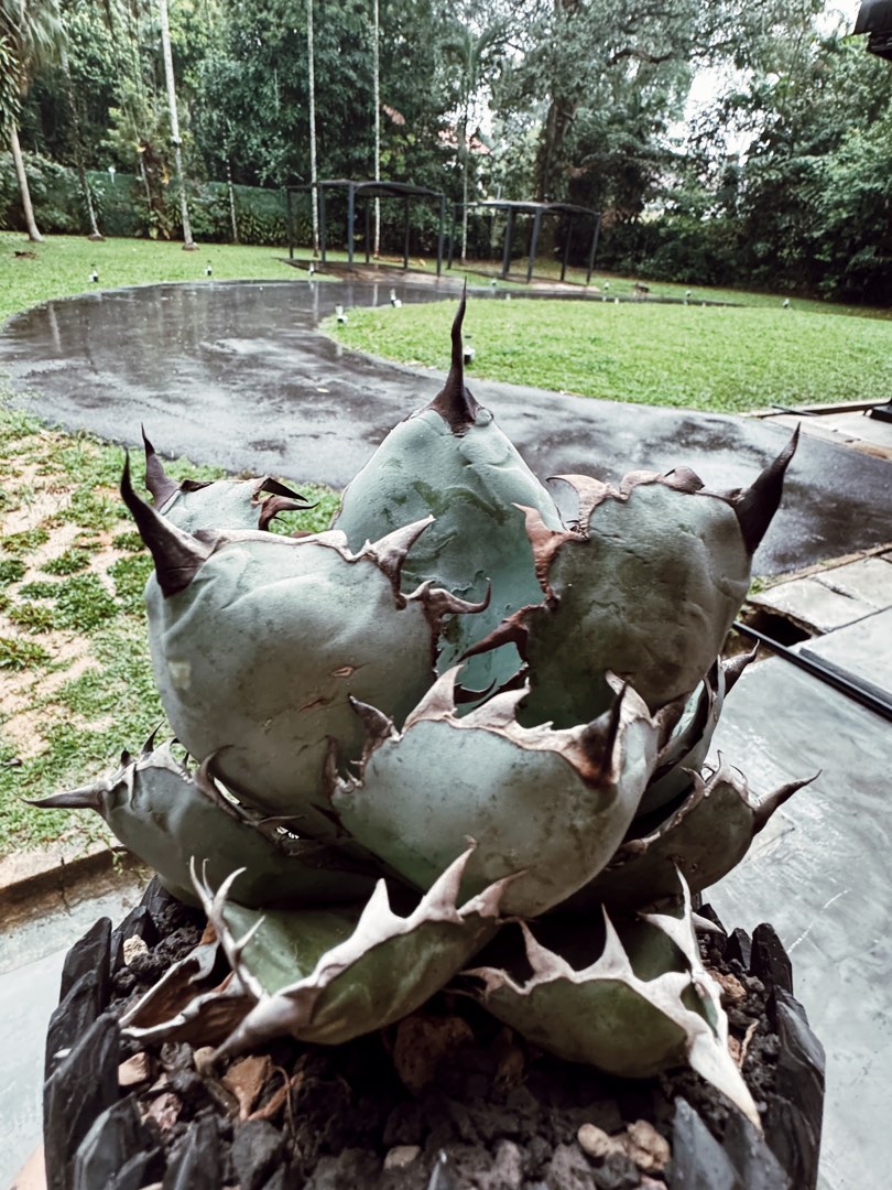 Premium Agave Blue Whale aka Blue Black + Five Element Plants Pot ...