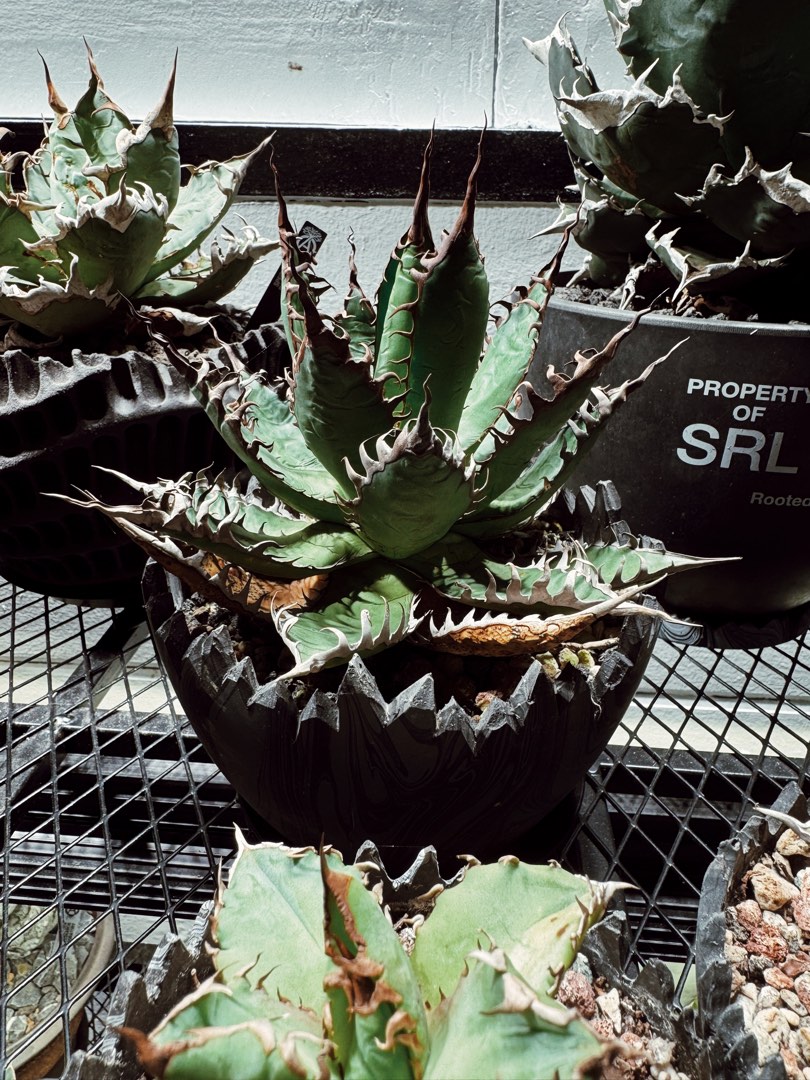 Agave Horrida Premium Selection + Five Element Plants Pot & Tray set ...