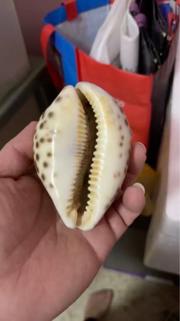 Beautiful Seashell with Brown Spots, Hobbies & Toys, Stationery & Craft, Flowers & Bouquets on ...