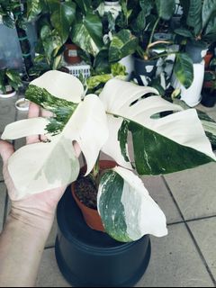 Monstera Albo white tiger, Furniture & Home Living, Gardening, Plants ...