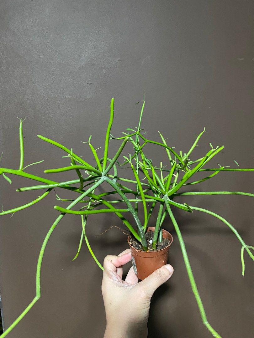 Pencil Cactus Euphorbia Tirucalli, Furniture & Home Living, Gardening ...
