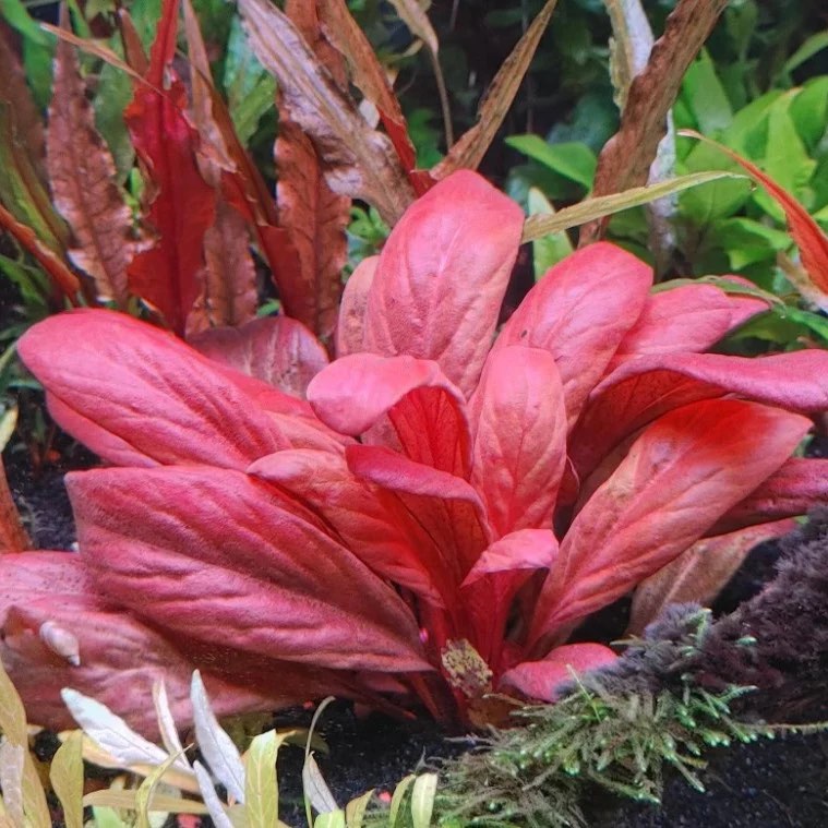 Samolus Parviflorus Red, Furniture & Home Living, Gardening, Plants ...