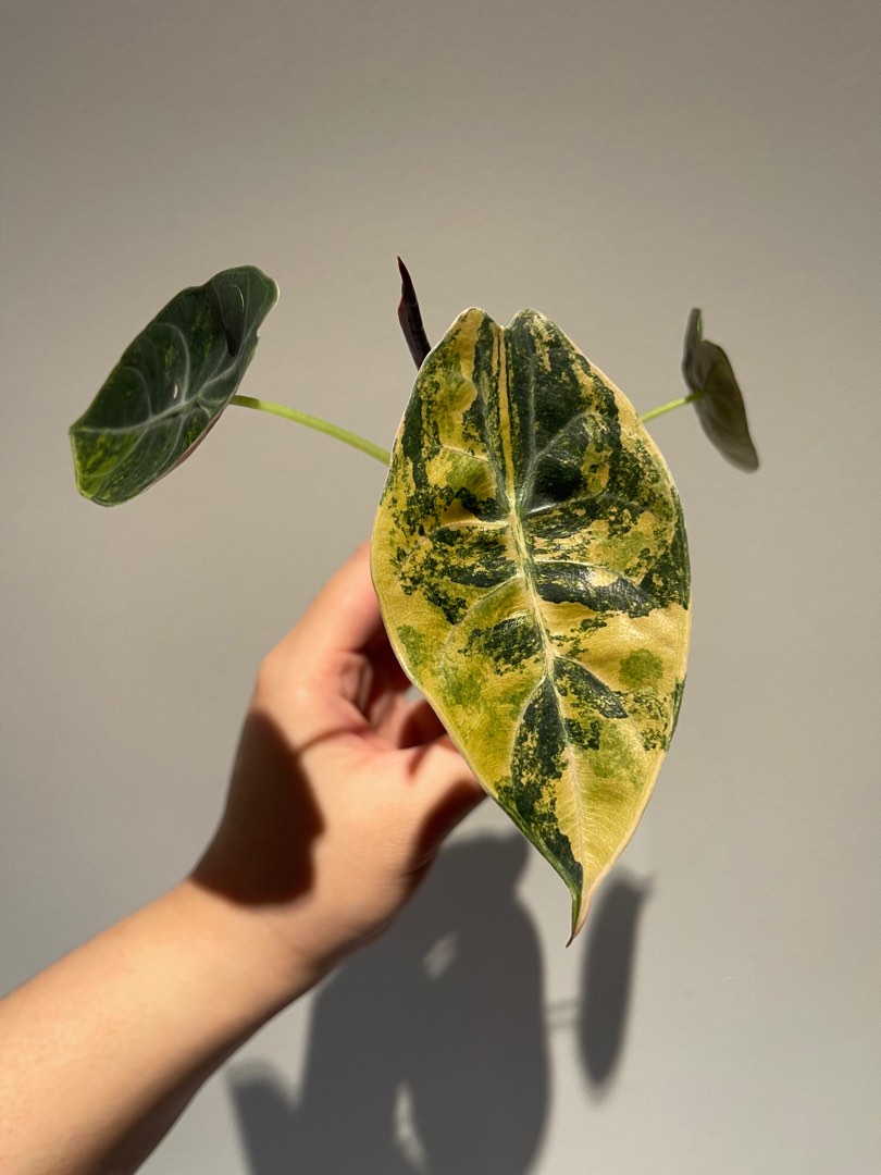 Alocasia Sedenii Aurea | corm, Furniture & Home Living, Gardening ...