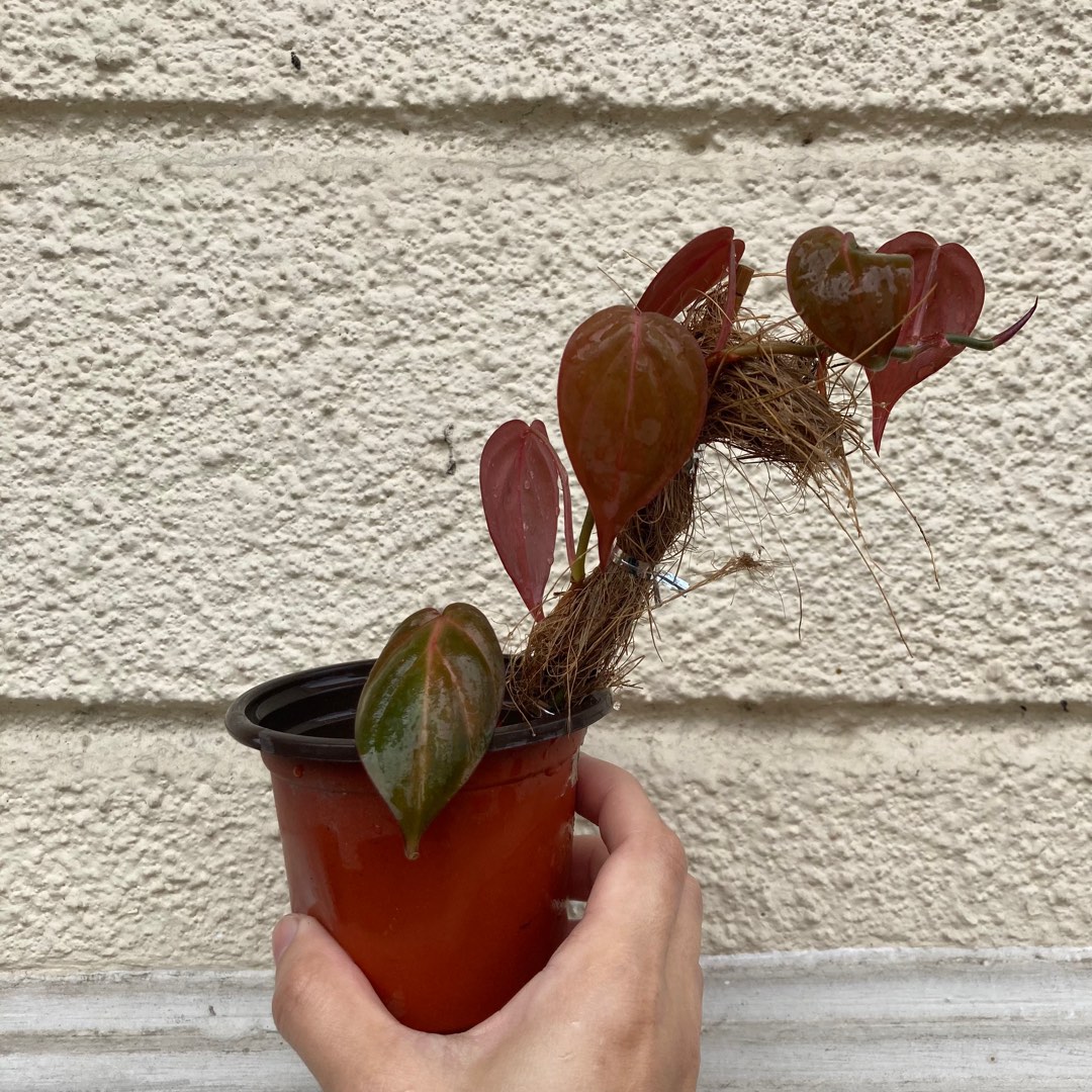 Reverted Philodendron Pink Micans trailing lush pinkish potted pole pot ...