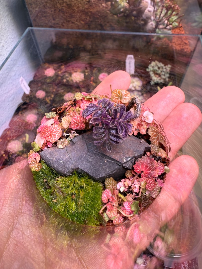 Terrarium with micro begonia (pink) and solanum uleanum (purple ...