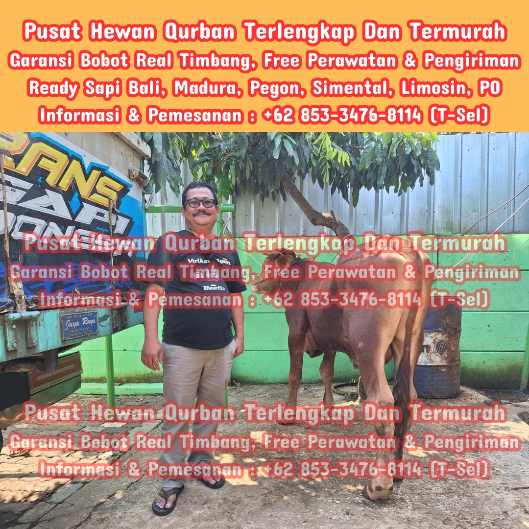 0853-3476-8114, Pusat Sapi Kurban Bali Jumbo KARAWANG, Jasa, Lainnya di ...