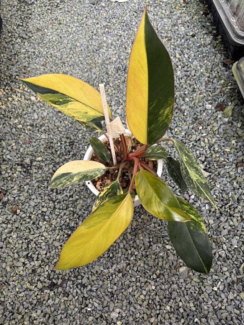 Philodendron red congo variegated, Furniture & Home Living, Gardening ...