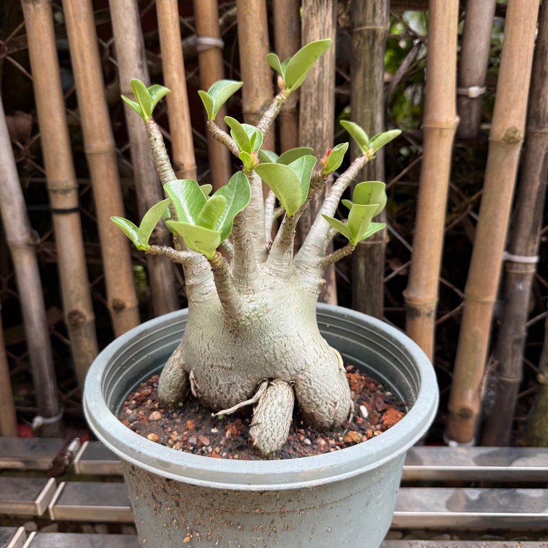 Thai Adenium Bonsai Desert Rose Fu Gui Hua Feng Shui Plant, Furniture ...