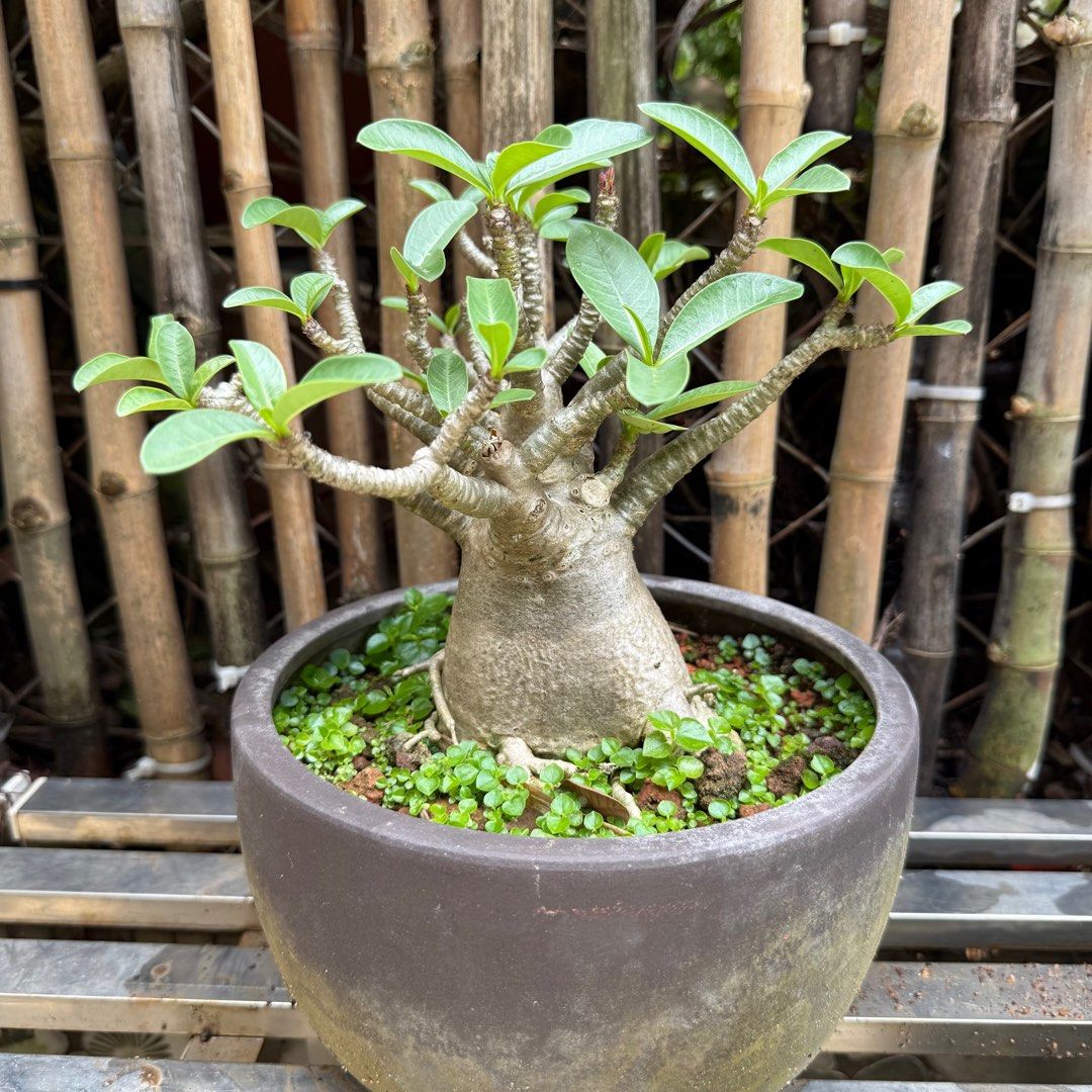 Thai Adenium Bonsai Desert Rose Fu Gui Hua Feng Shui Plant, Furniture ...